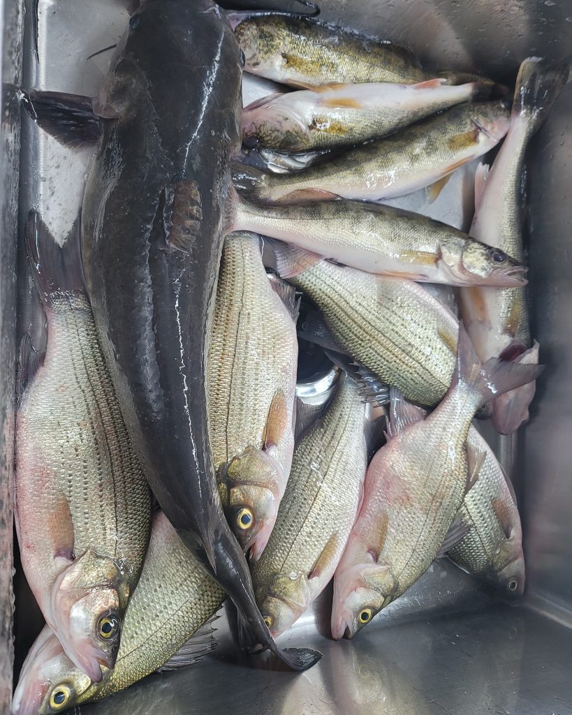 Fishing Report - Mr.Bluegill - Wisconsin Fishing Guide